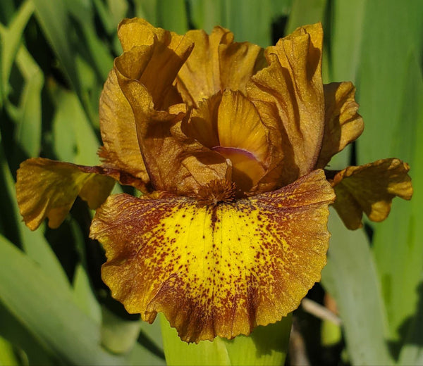Burnt Bronze – Sutton Iris