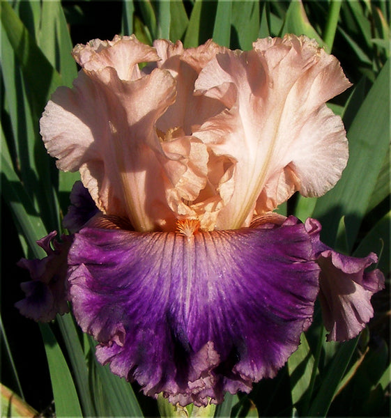 Candy Fruit – Sutton Iris