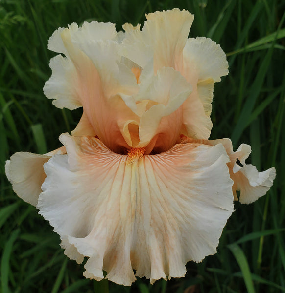 Caribbean Sunset – Sutton Iris