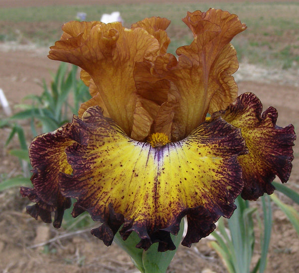 Cowboy Boots – Sutton Iris