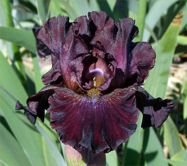 Deep Cover – Sutton Iris