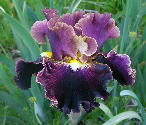 Deep Pockets – Sutton Iris