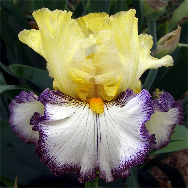 Defined – Sutton Iris