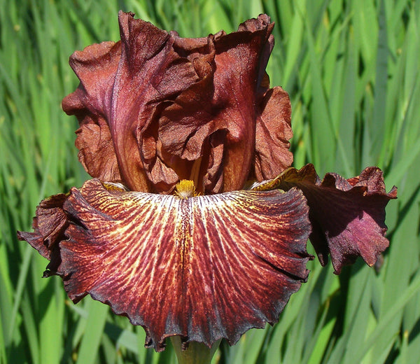 Double Down Iris – Sutton Iris