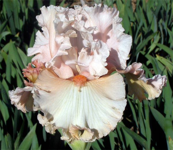 Double Platinum – Sutton Iris