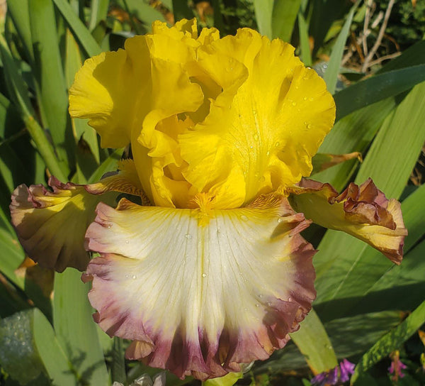 Drum Circle – Sutton Iris