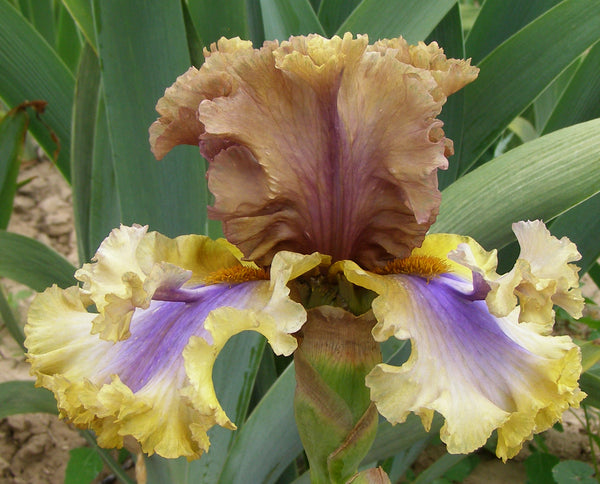Fantastical – Sutton Iris