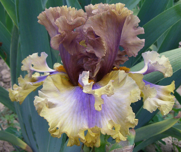 Fantastical – Sutton Iris