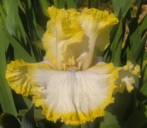 Fizzed Out – Sutton Iris