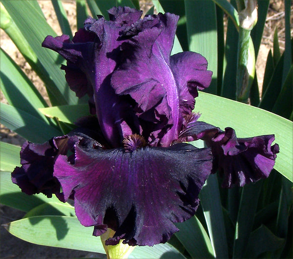 For Veronica – Sutton Iris