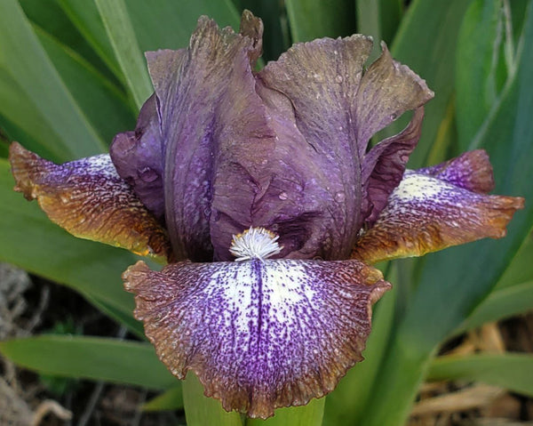 Hey Y'all – Sutton Iris