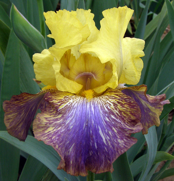 Kilimanjaro Sunrise – Sutton Iris
