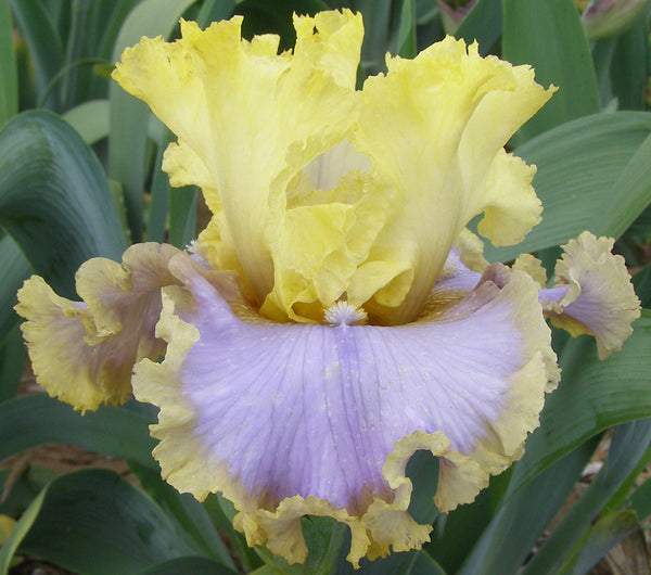 Lavender Butter – Sutton Iris