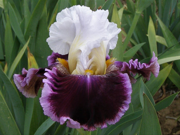Leader Of The Pack – Sutton Iris