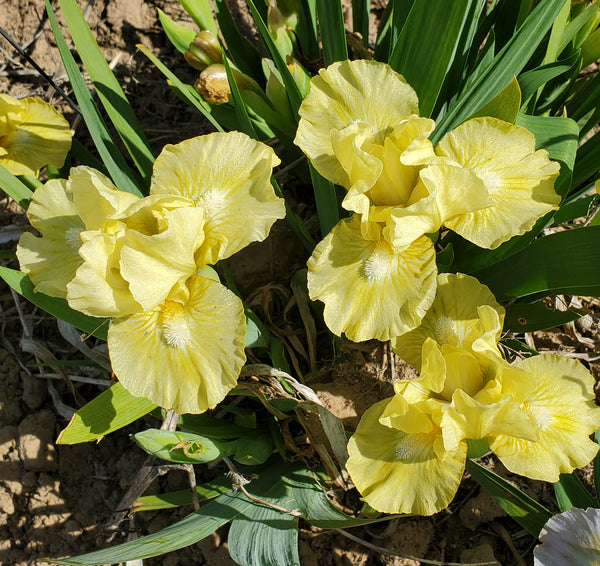Lemon Pop Drop – Sutton Iris