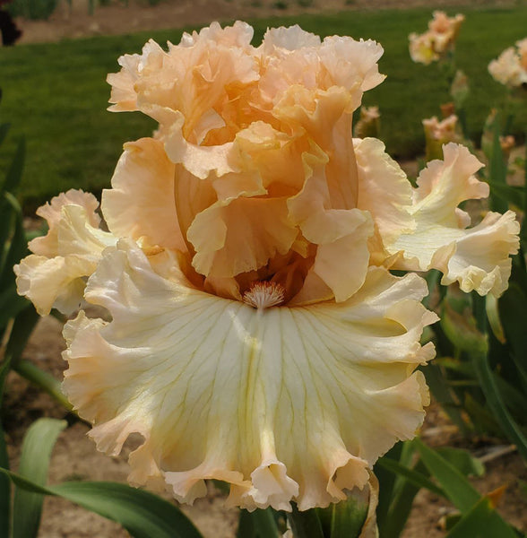 License To Frill – Sutton Iris