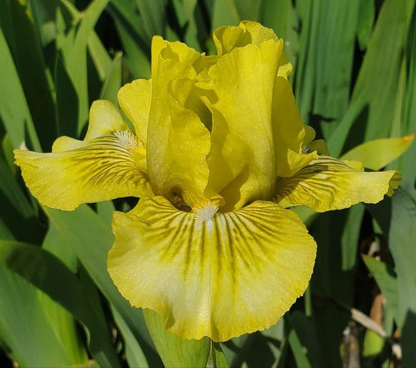 Little Bit Vein – Sutton Iris