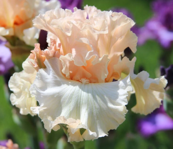 Magical – Sutton Iris