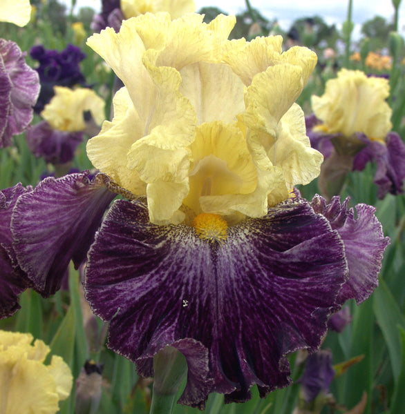 Mendacity – Sutton Iris
