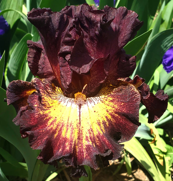 Mighty Power – Sutton Iris