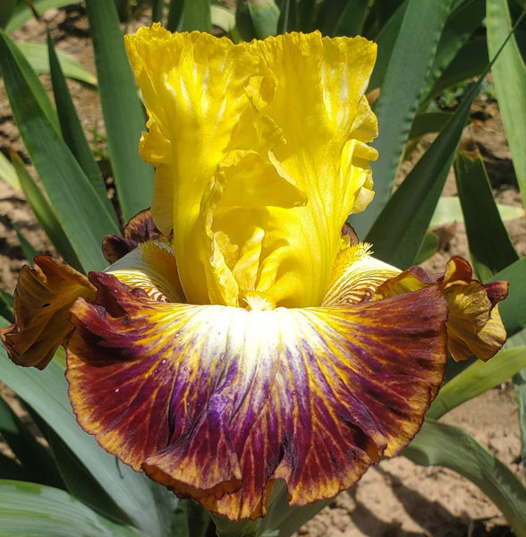 Morgan Elizabeth – Sutton Iris