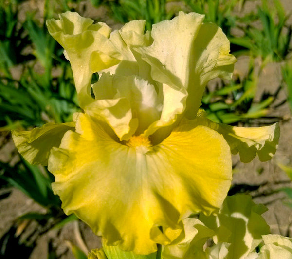 Mulligan – Sutton Iris