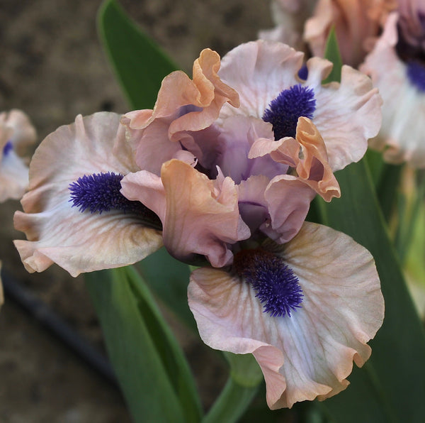 Oh Wow – Sutton Iris