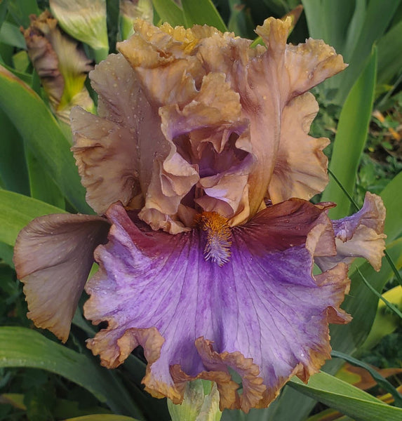 Panjandrum – Sutton Iris