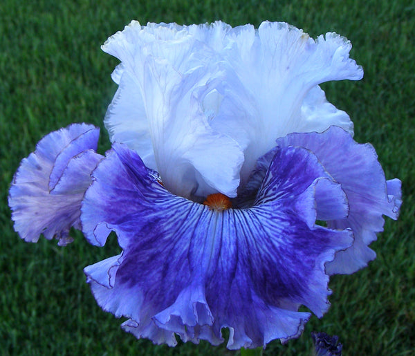 Pearl Of Nitra – Sutton Iris