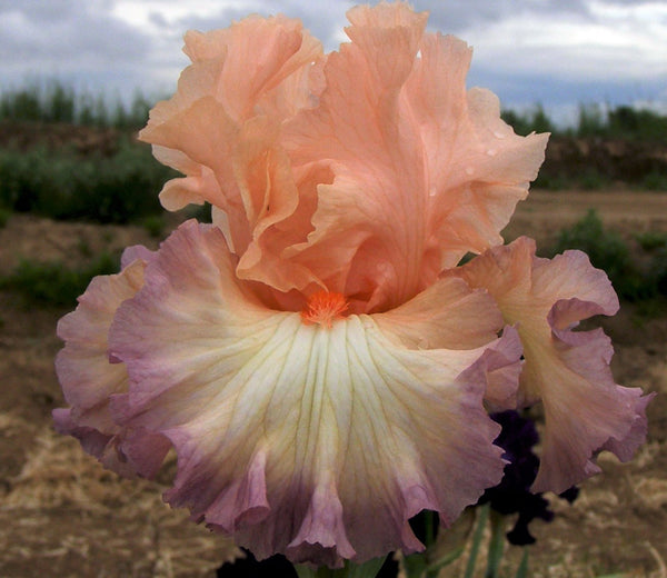 Pleasantly Surprised – Sutton Iris