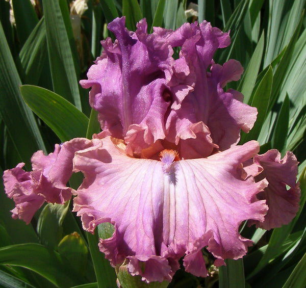 Pointed Remark – Sutton Iris