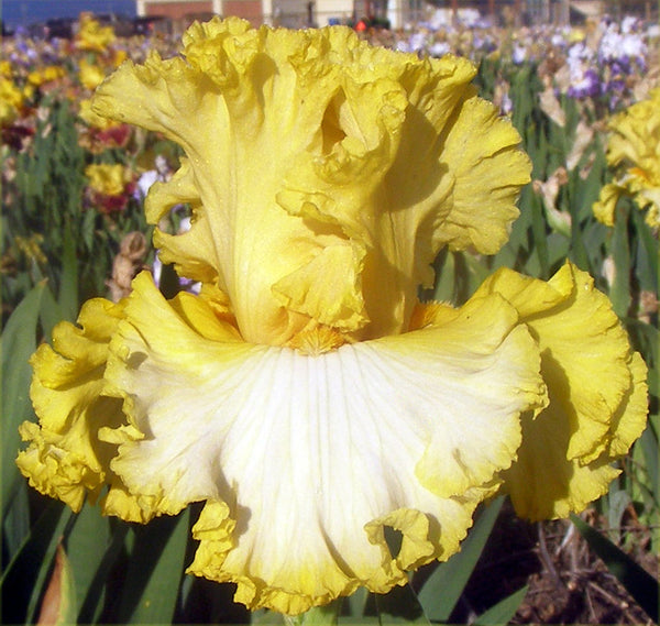 Positive Attitude – Sutton Iris