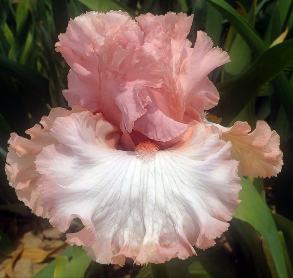 Positively Pink – Sutton Iris