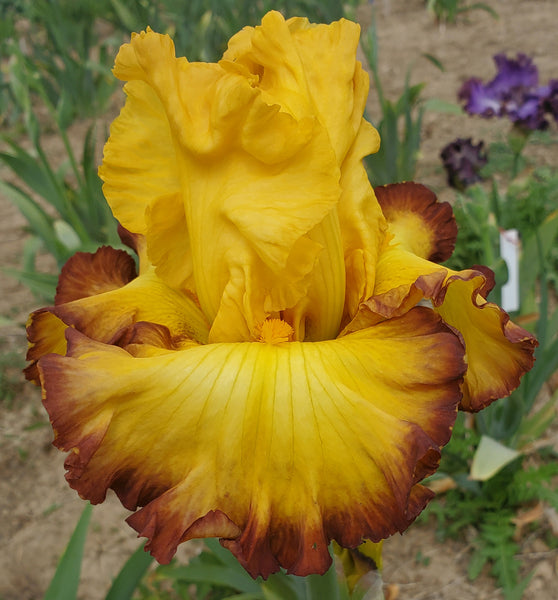 Power Of Suggestion – Sutton Iris