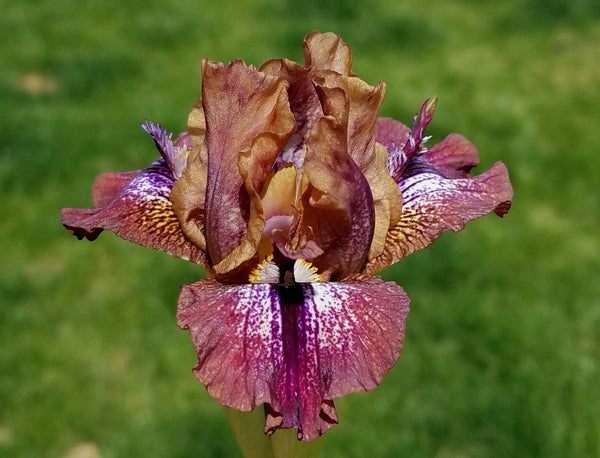 Prickles – Sutton Iris