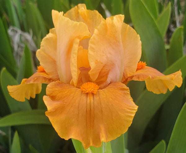 Pumpkin Tart – Sutton Iris