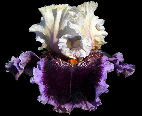 Recharge – Sutton Iris