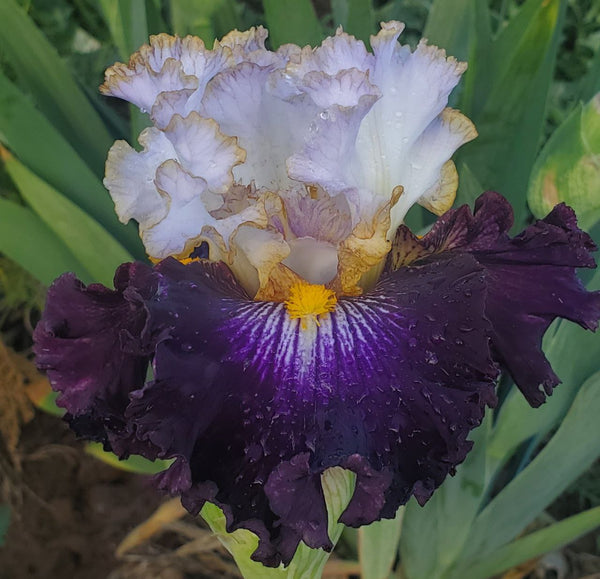 Reckless Child – Sutton Iris