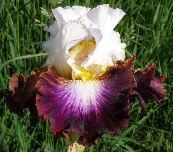 Seismic Zone – Sutton Iris