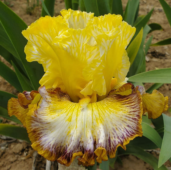 Sonic Burst – Sutton Iris