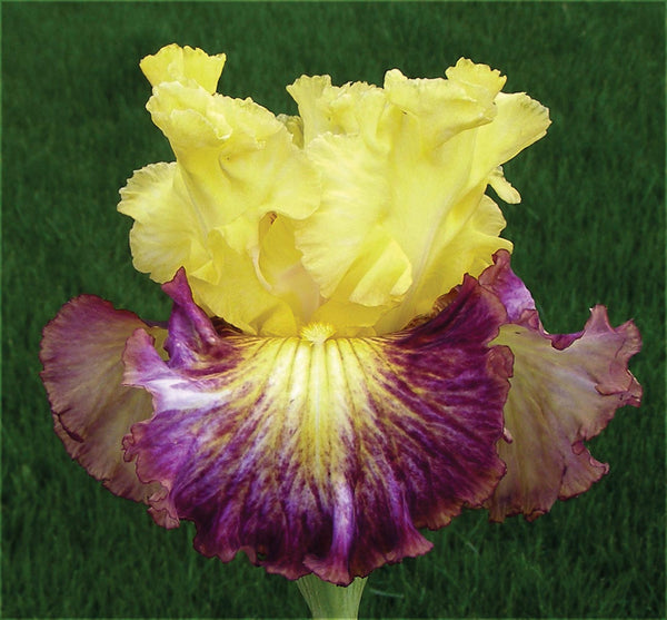 Spring Celebration – Sutton Iris