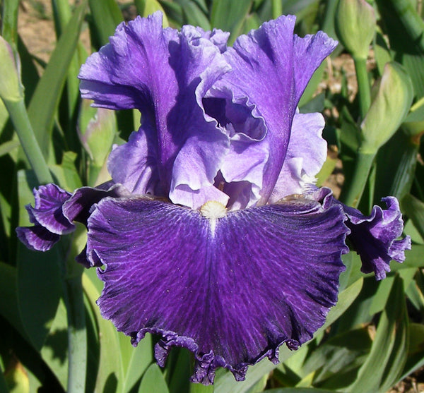 Stellar Wind – Sutton Iris