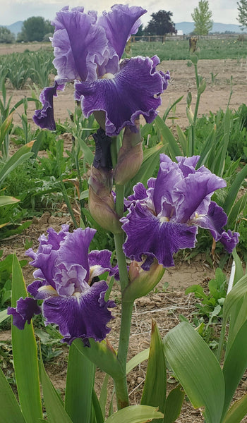 Stellar Wind – Sutton Iris