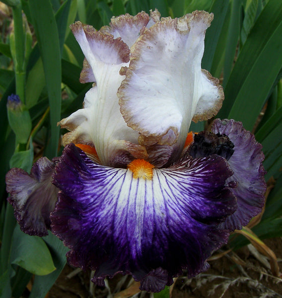 Upper Crust – Sutton Iris