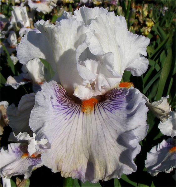 Winter Haven – Sutton Iris