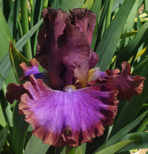 Work Around – Sutton Iris