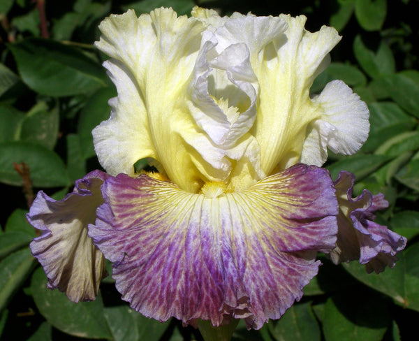 Bahia Cooler – Sutton Iris