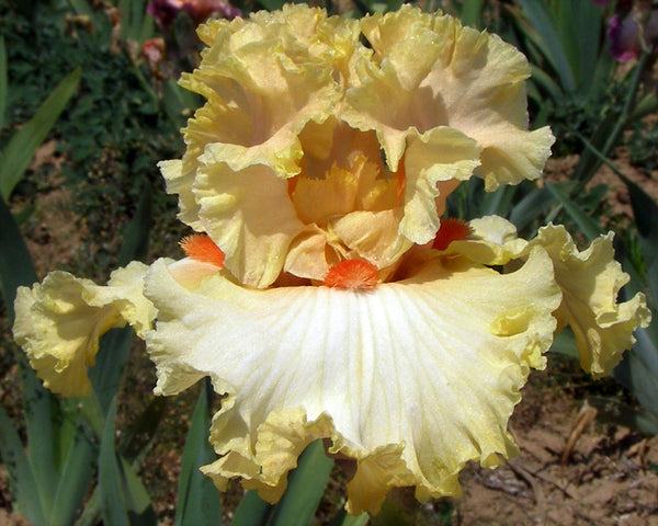 Citrus Medley Iris – Sutton Iris