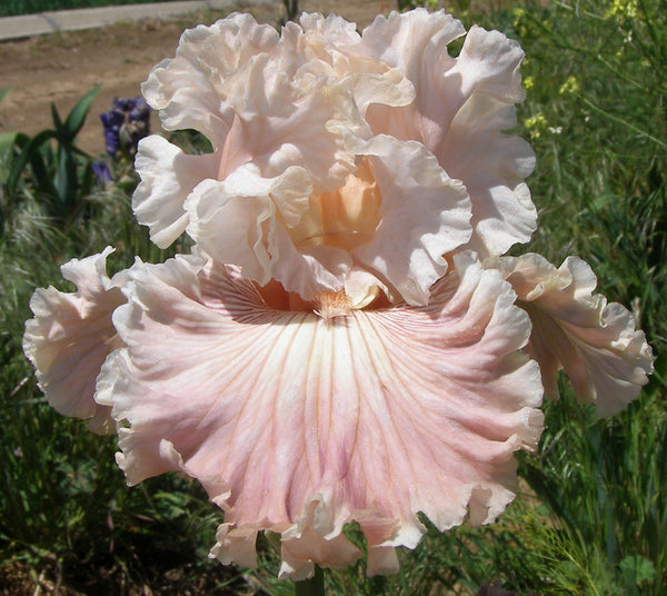 Classical – Sutton Iris