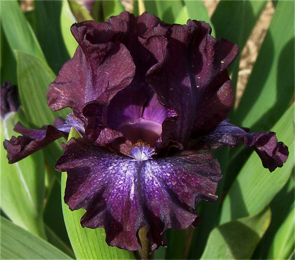 Compact – Sutton Iris
